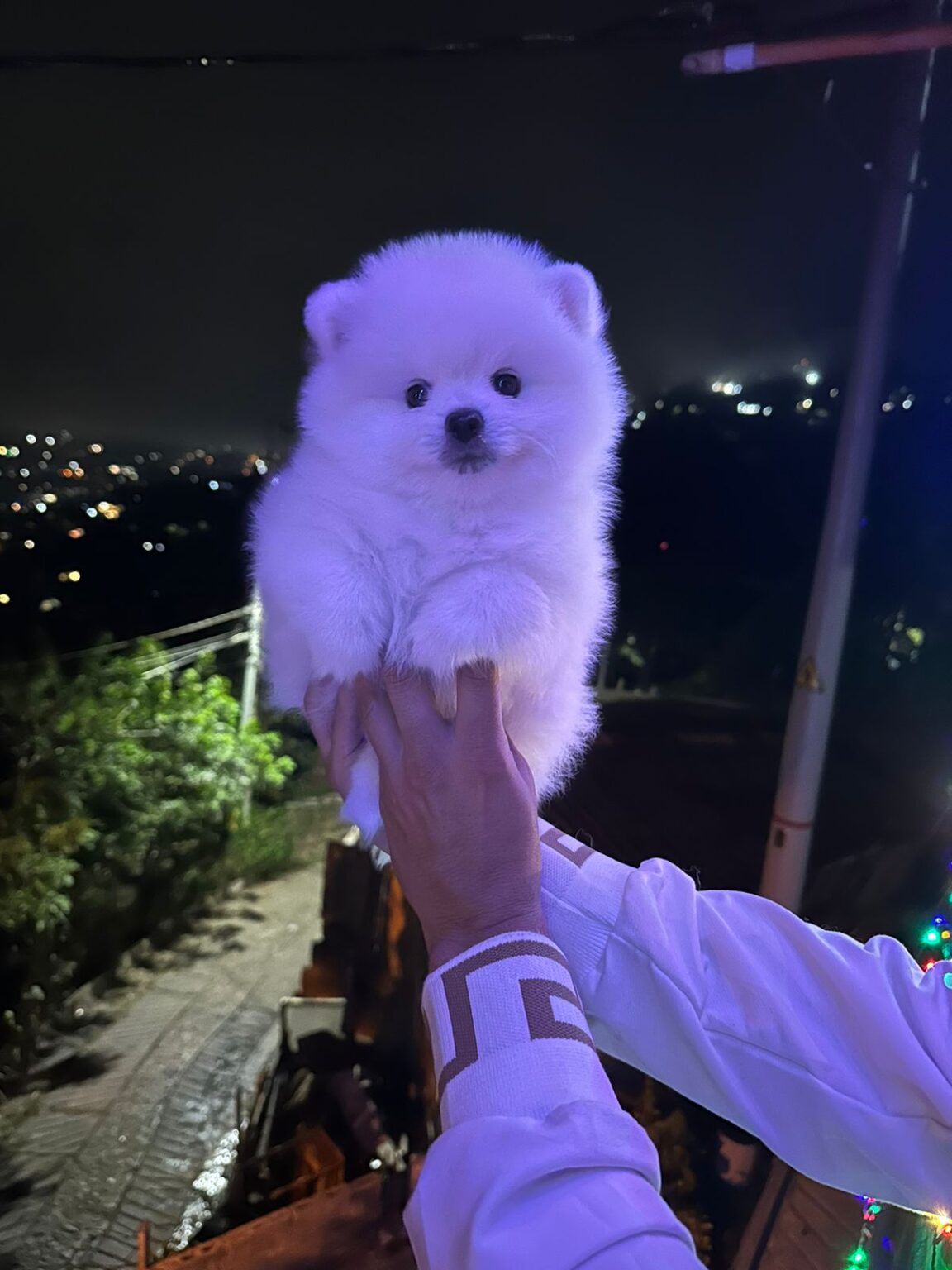 Venta de Perros Pomerania | Criadero Pomerania Precios